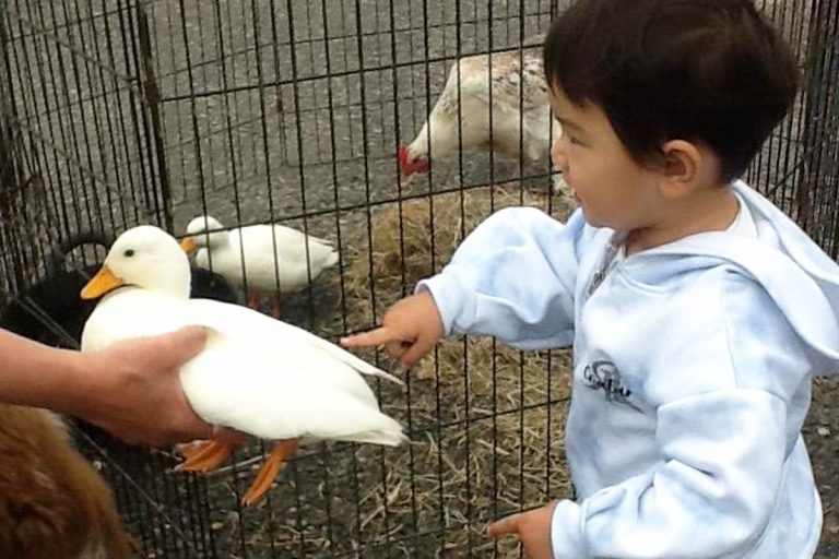 The Benefits of Animals for Children’s Development | Green Roots ...